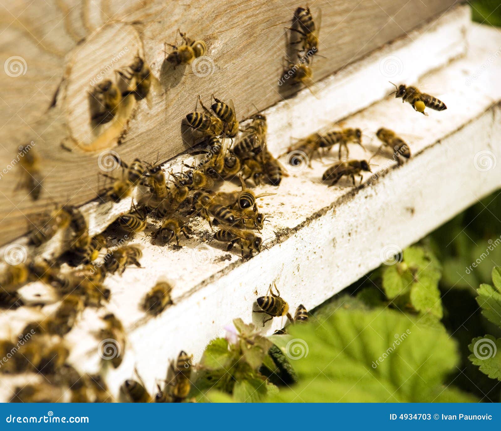 Bees on an assignment stock image. Image of factory, bees - 4934703
