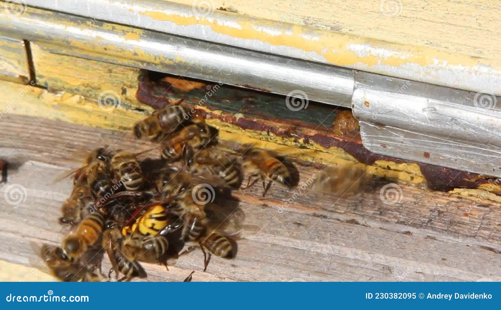 The Bees Attack a Hornet Trying To Enter the Hive. Stock Video - Video ...
