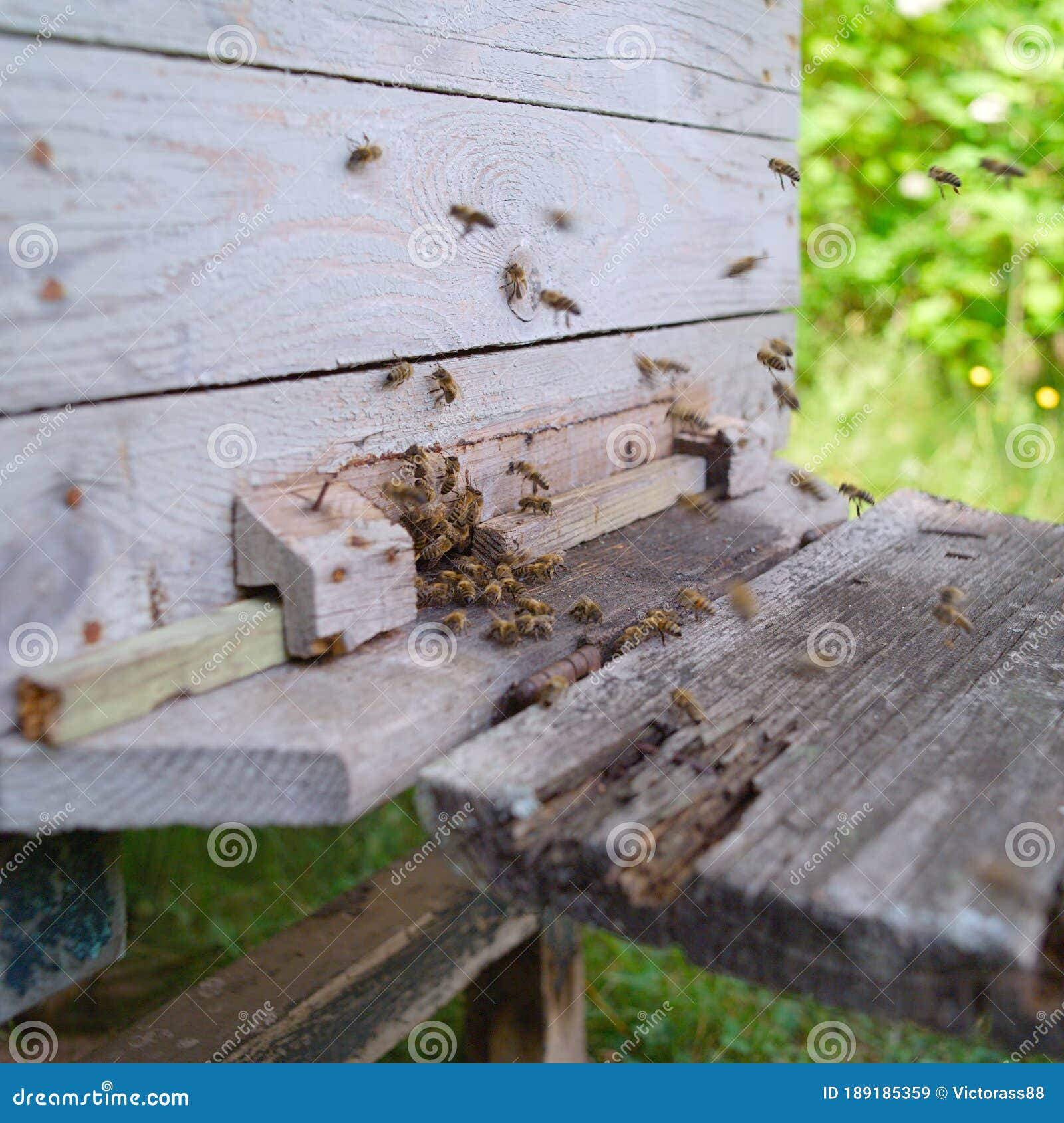 Bees attacking a beehive stock image. Image of entrance - 189185359