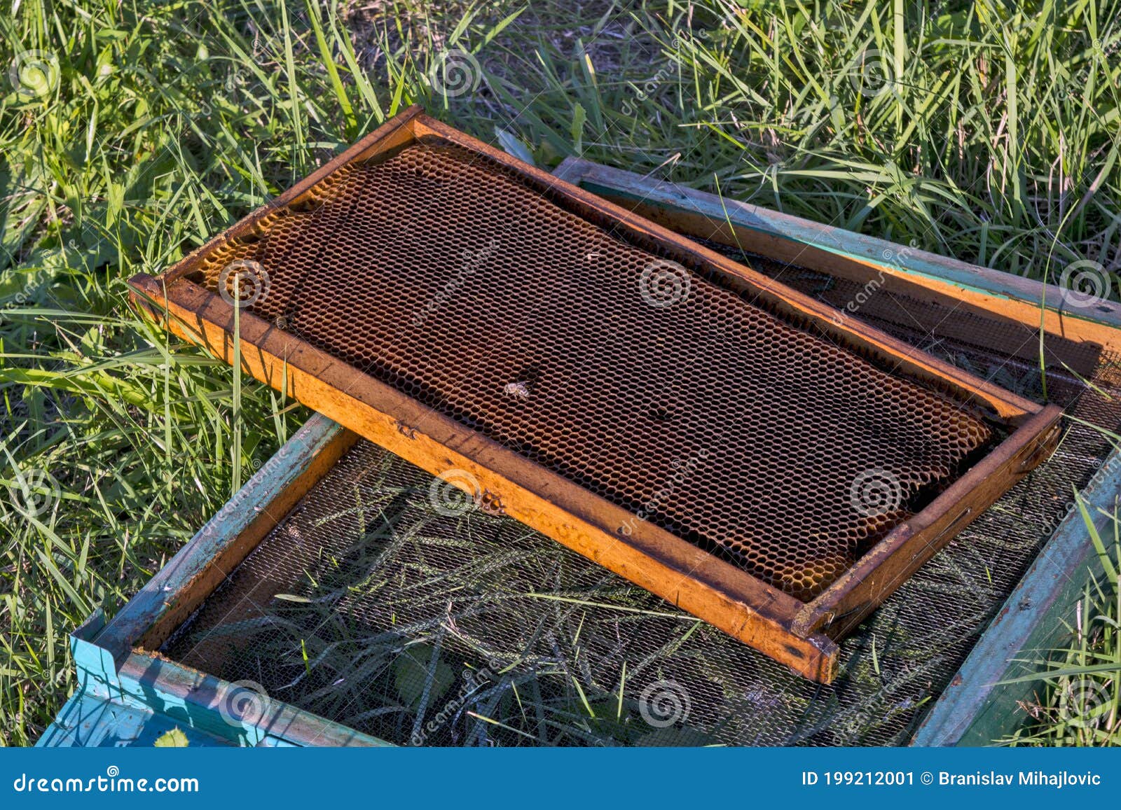 Bees on bee frame stock image. Image of cute, honeybee - 199212001