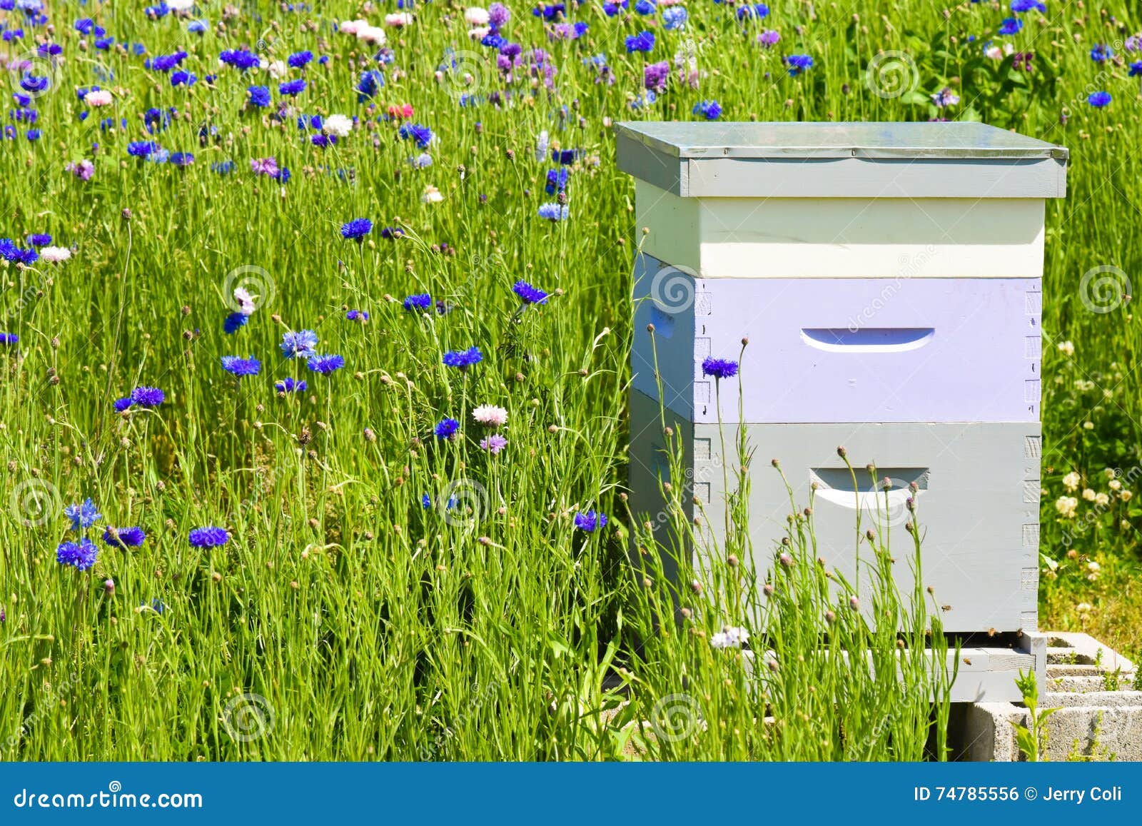 Bees in a Bee Hive Box stock photo. Image of healthy - 74785556