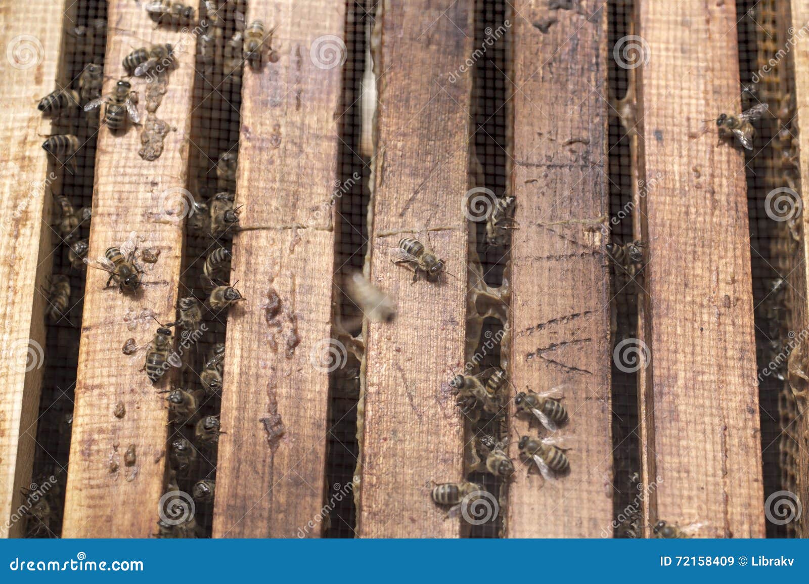 Bees in Bee Hive Frames on a Sunny Day Stock Image - Image of honeyed ...