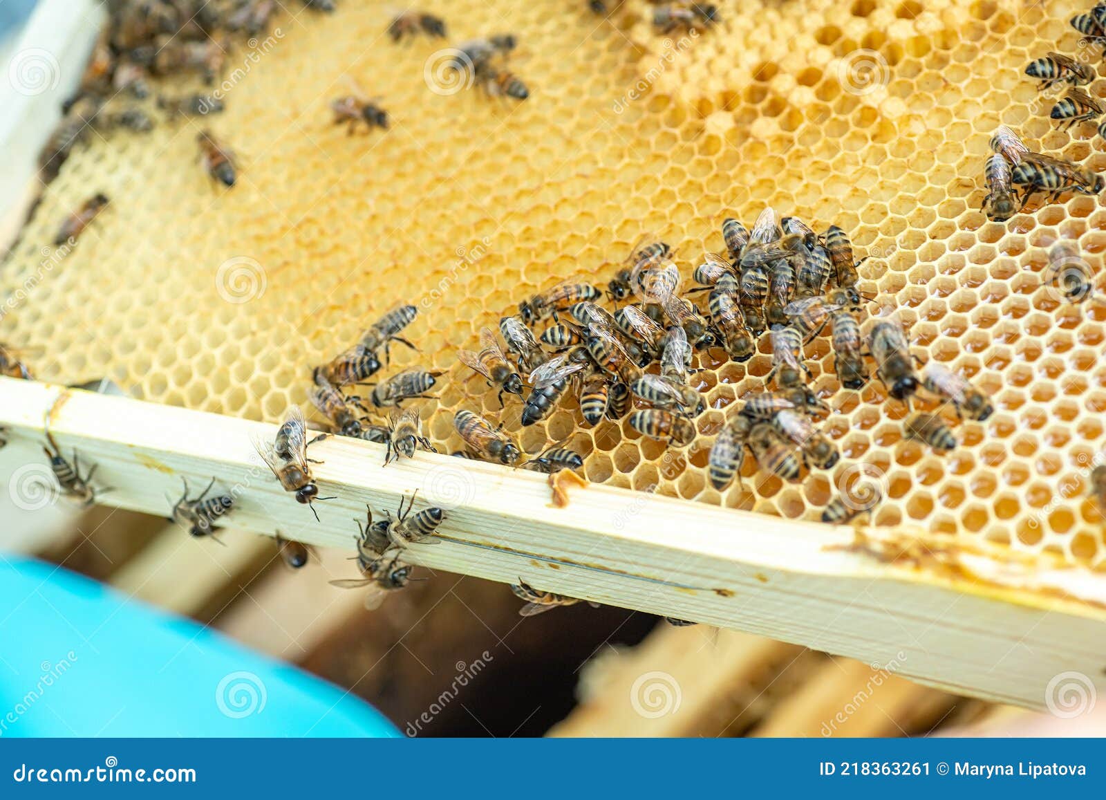 Bees In A Bee Hive With Honey Combs Working. Tribal Queen Bee On Frame ... Bees In A Bee Hive With Honey Combs Working. Tribal Queen Bee On Frame ...