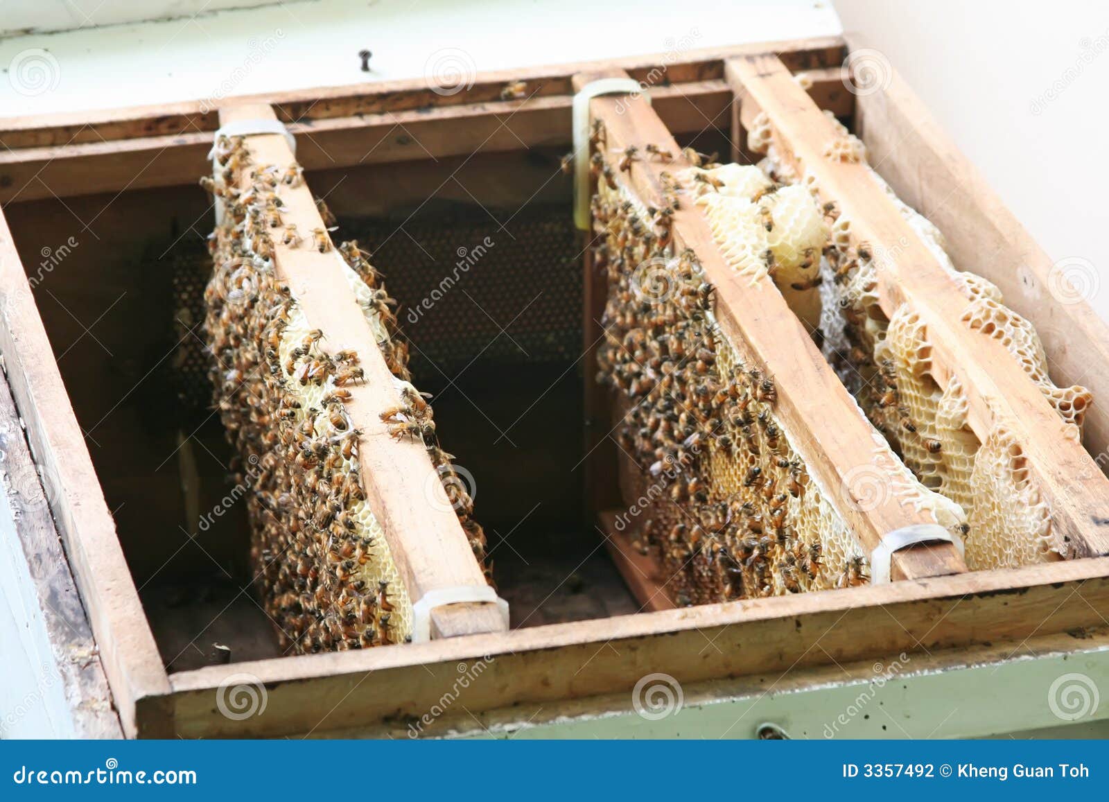 Bees in beehive stock photo. Image of flying, sweet, drone - 3357492