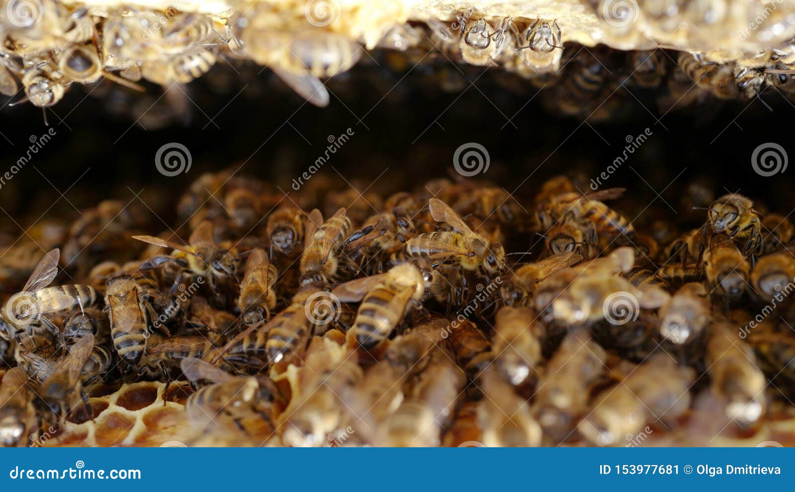 Bees in a beehive stock image. Image of nature, sweet - 153977681