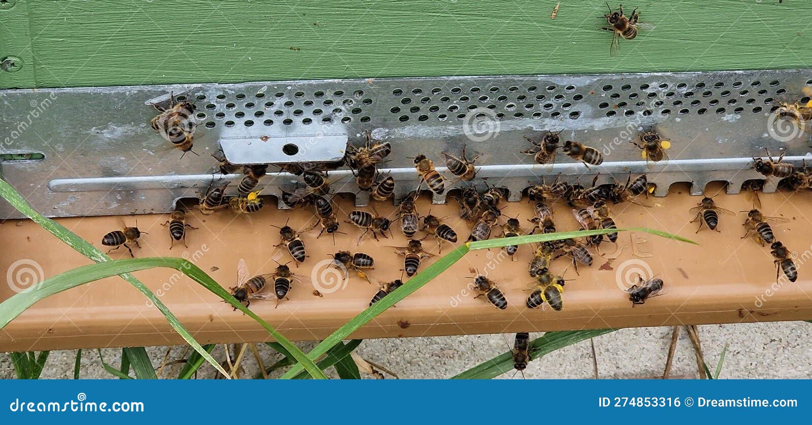 Bees beehive forager stock photo. Image of leaf, beehive - 274853316