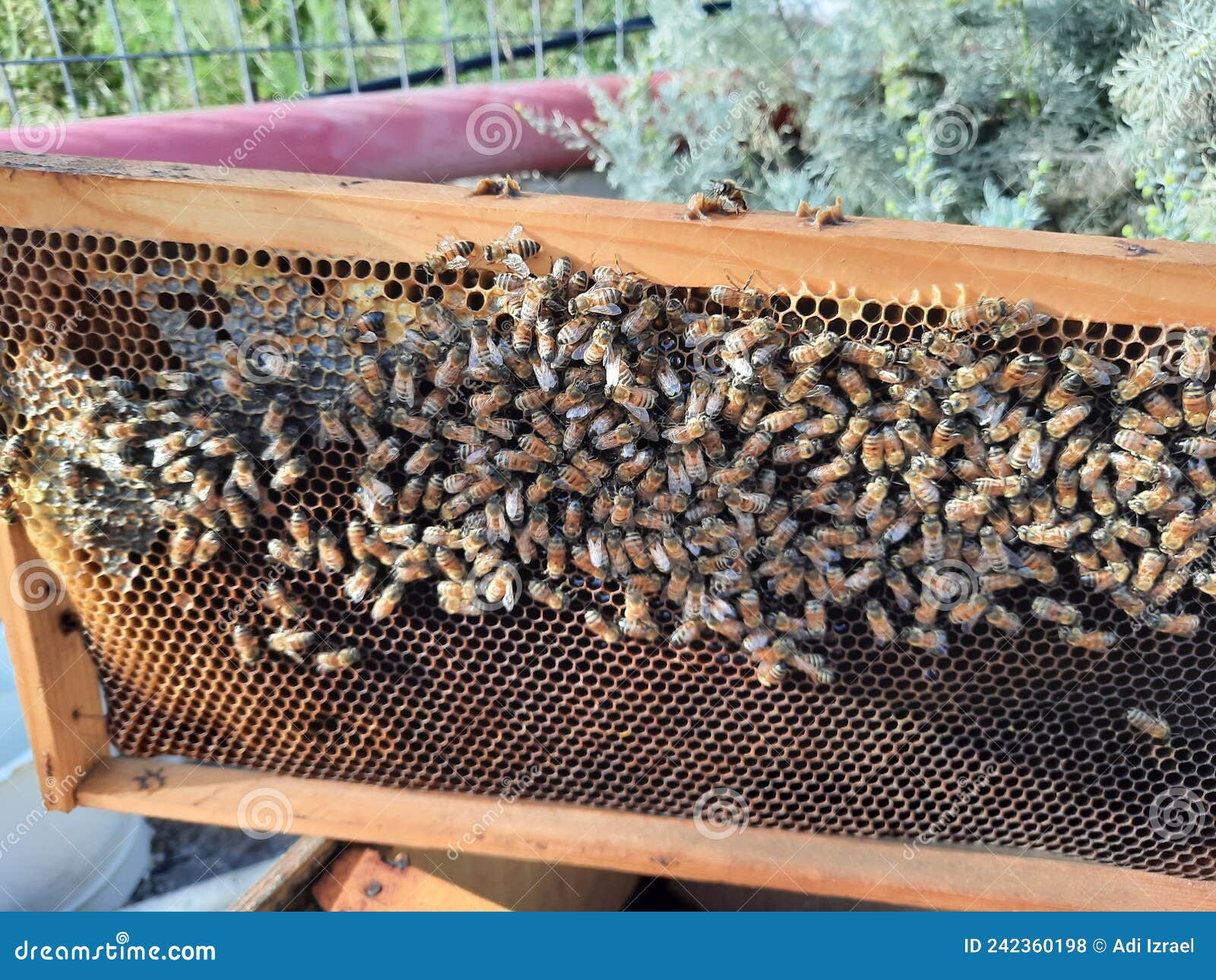 Bees on a beehive frame stock photo. Image of pollen - 242360198
