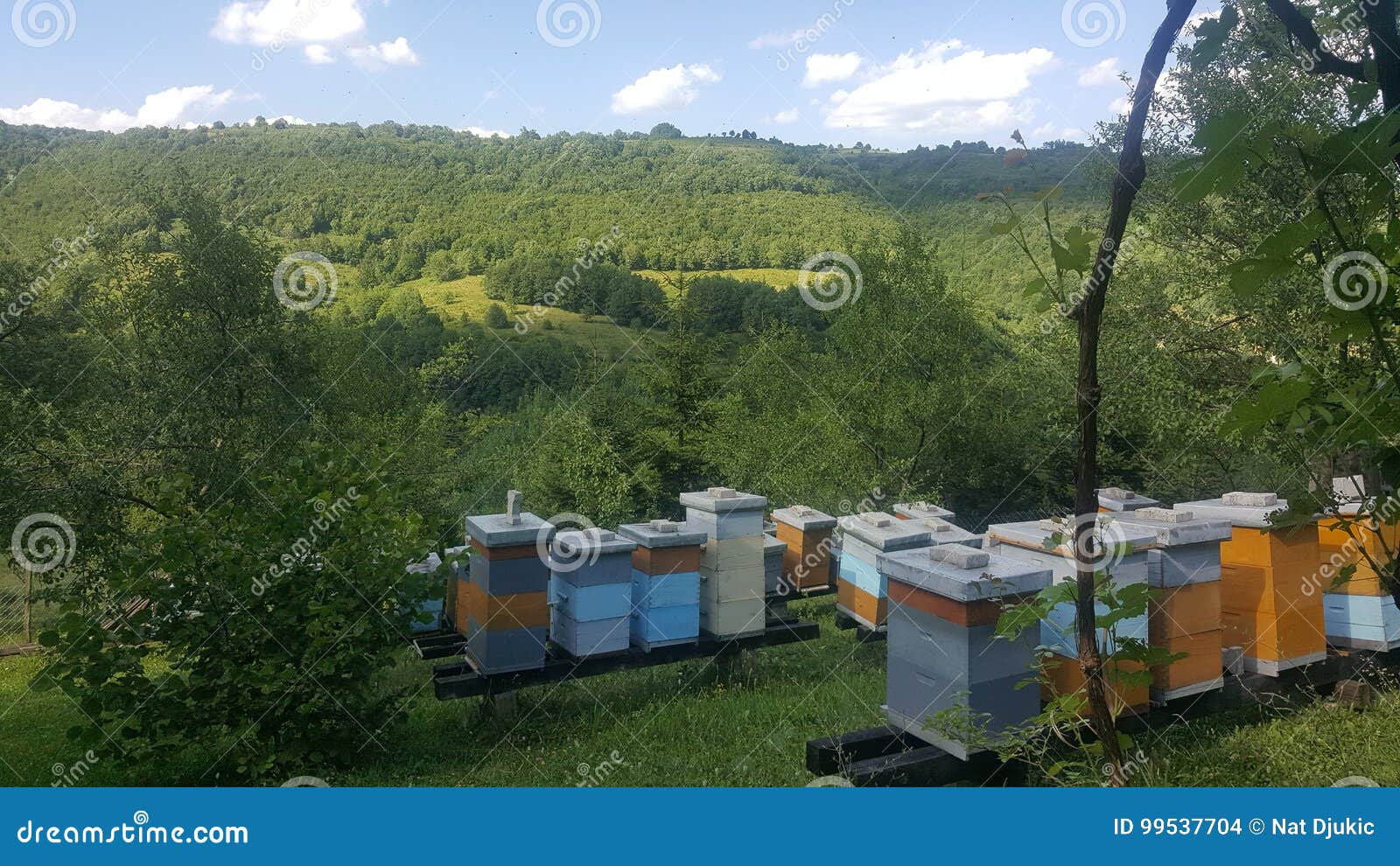 Bees beehive green eco stock photo. Image of beehive - 99537704