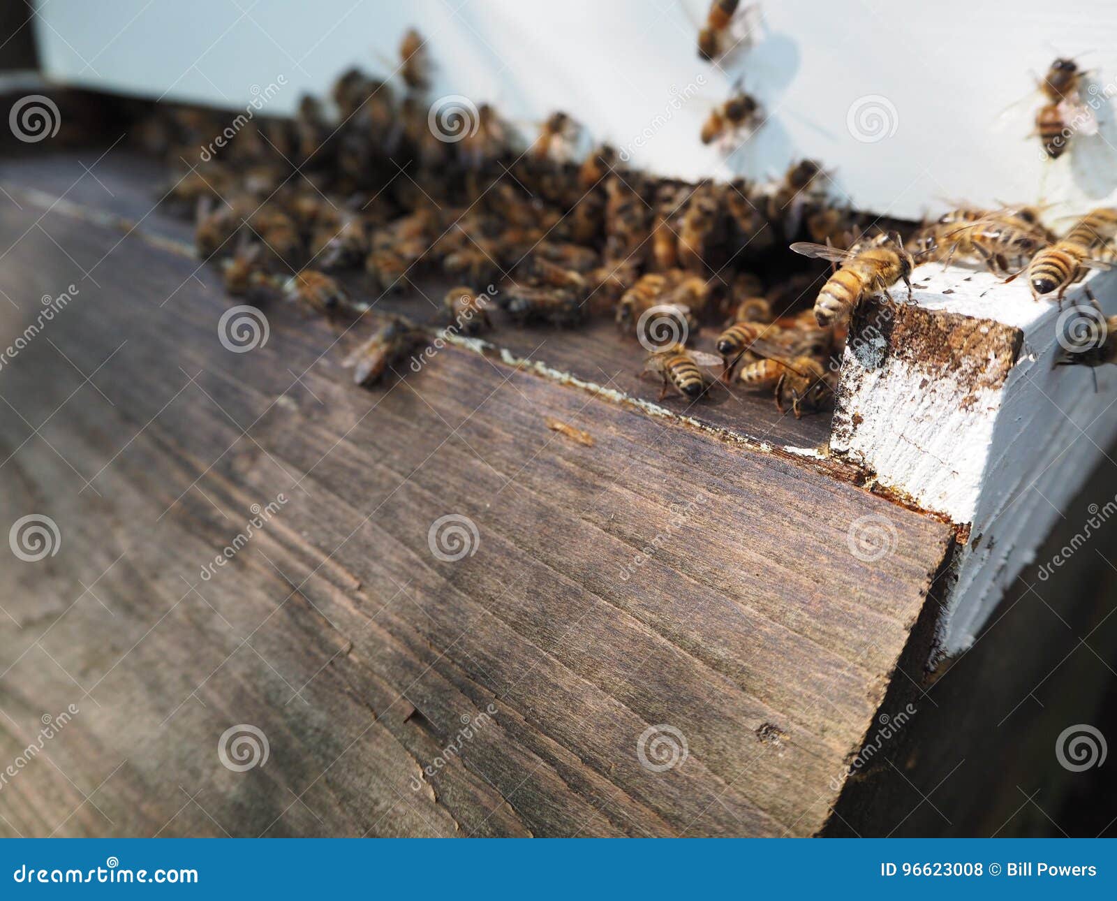 Bees Beehive Honey stock photo. Image of honeybee, drone - 96623008