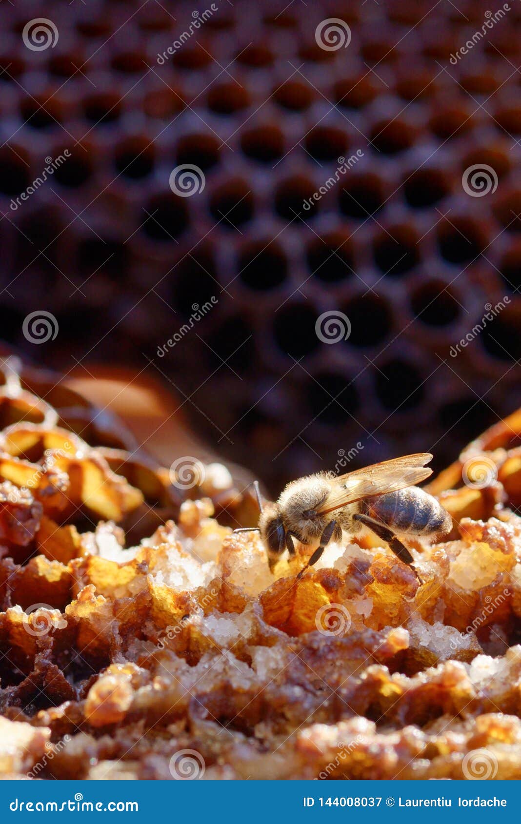 Macro Of Bees. Dance Of The Honey Bee. Bees In A Bee Hive On Honeycombs ...