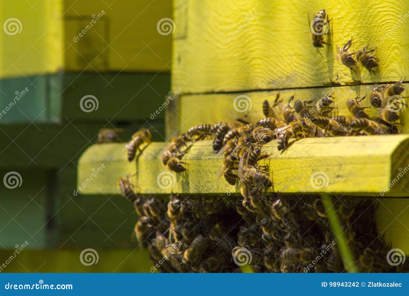 Bees in beehive stock photo. Image of beekeeper, colony - 98943242