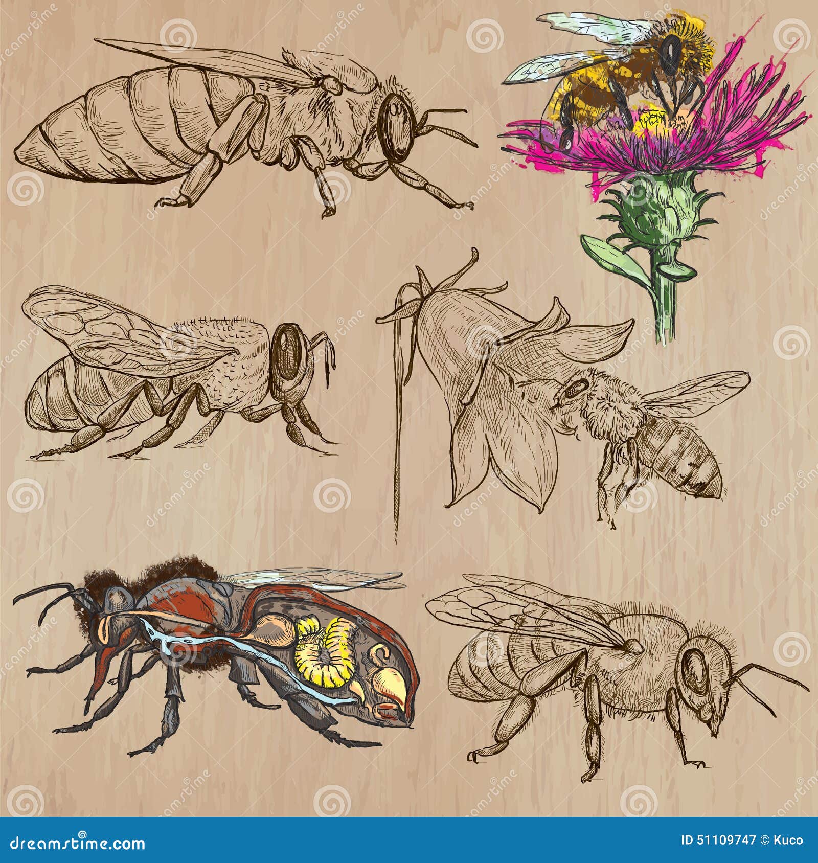 Bees, Beekeeping and Honey - Hand Drawn Vector Pack 2 Stock Vector ...