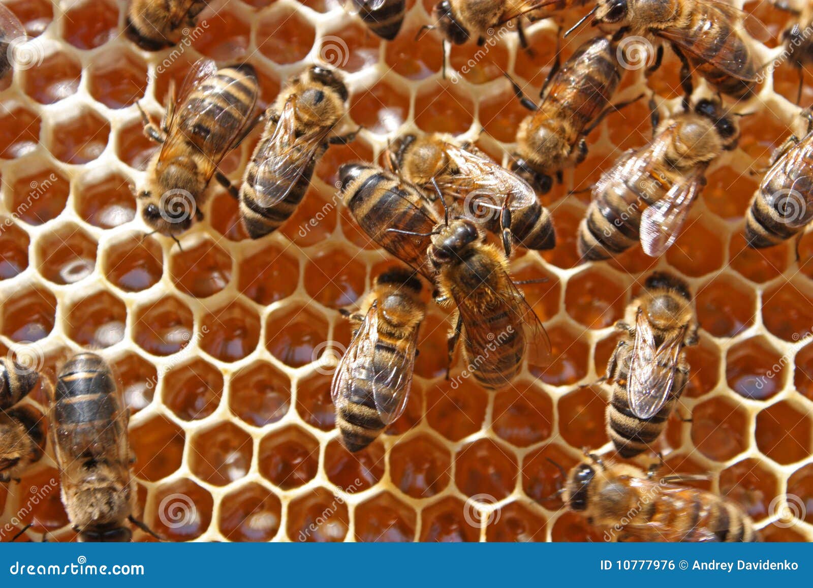 Bees behind work stock photo. Image of feet, life, head - 10777976
