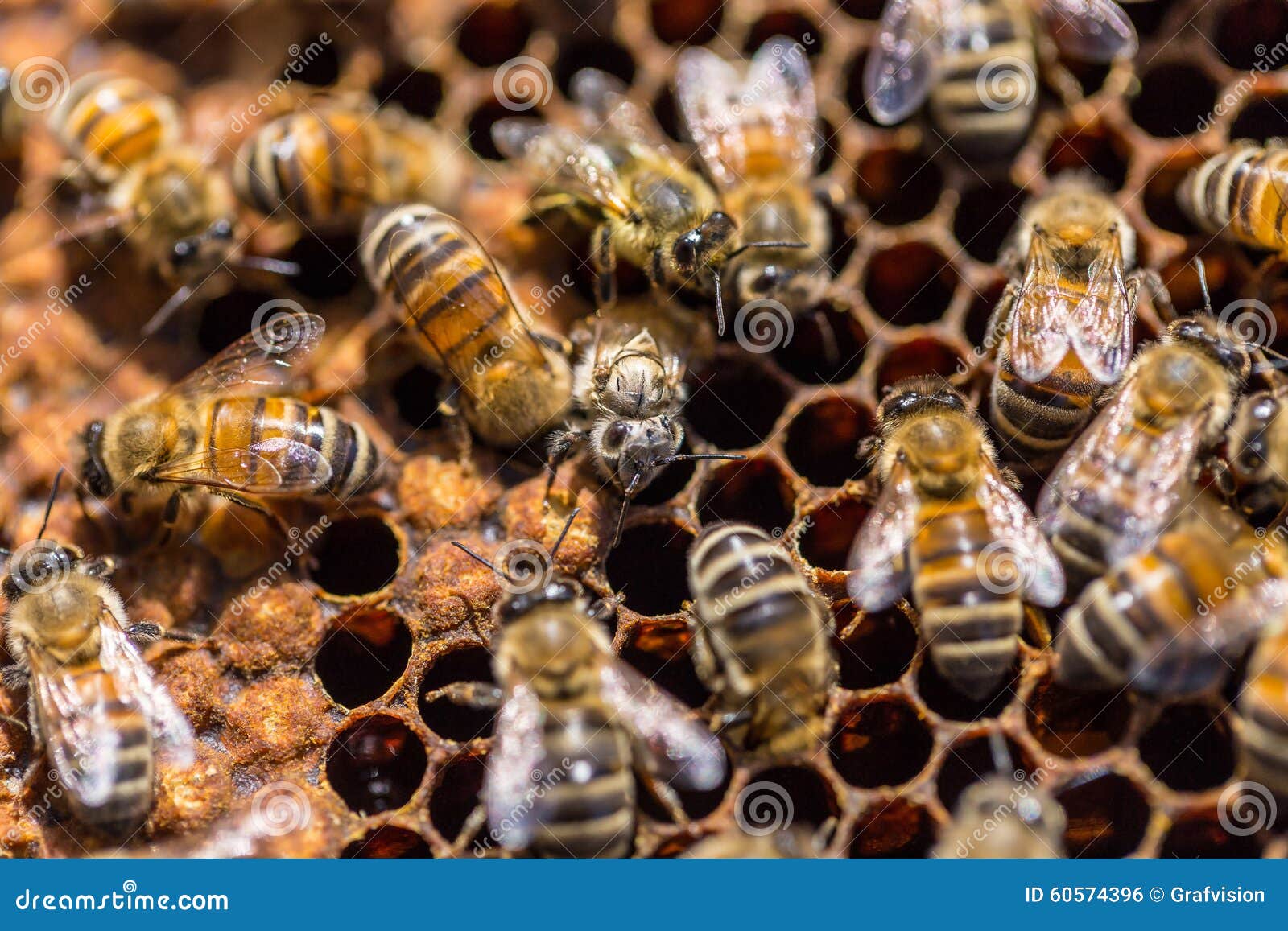 Bees stock photo. Image of birth, animal, work, hexagon - 60574396