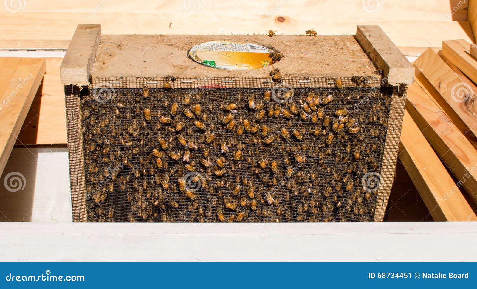 Bees in box stock image. Image of nature, handmade, farm - 68734451