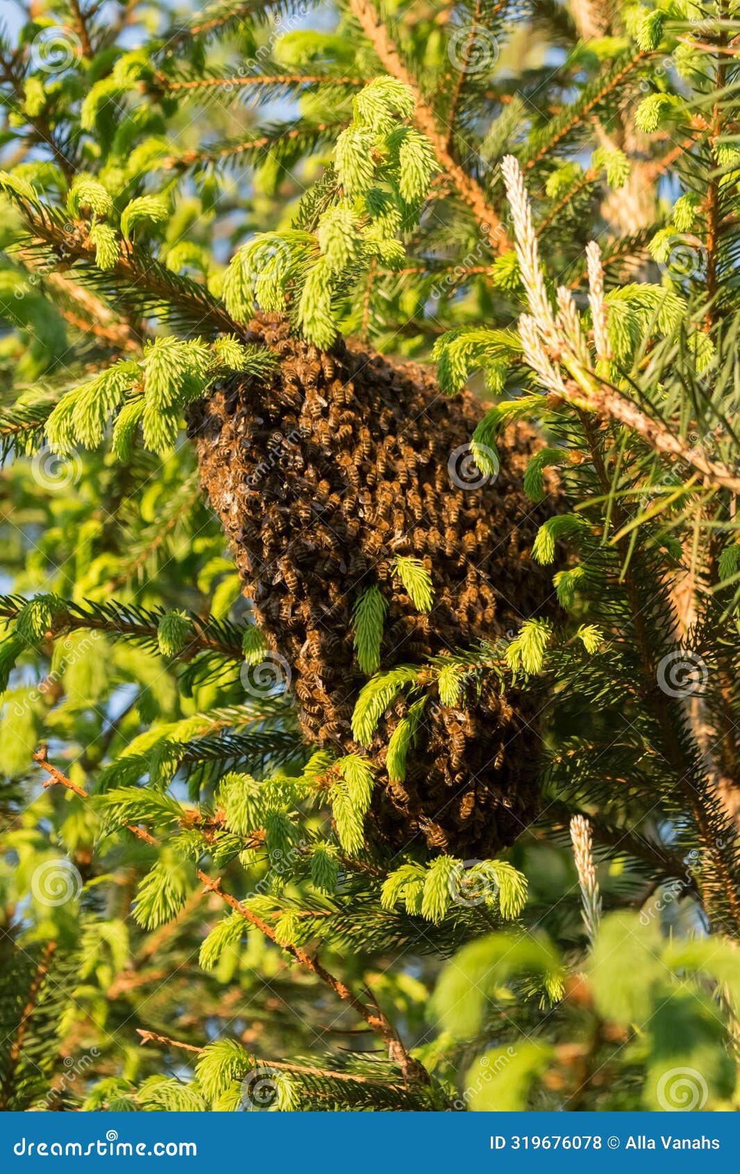 Bees on a branch stock photo. Image of work, wild, natural - 319676078