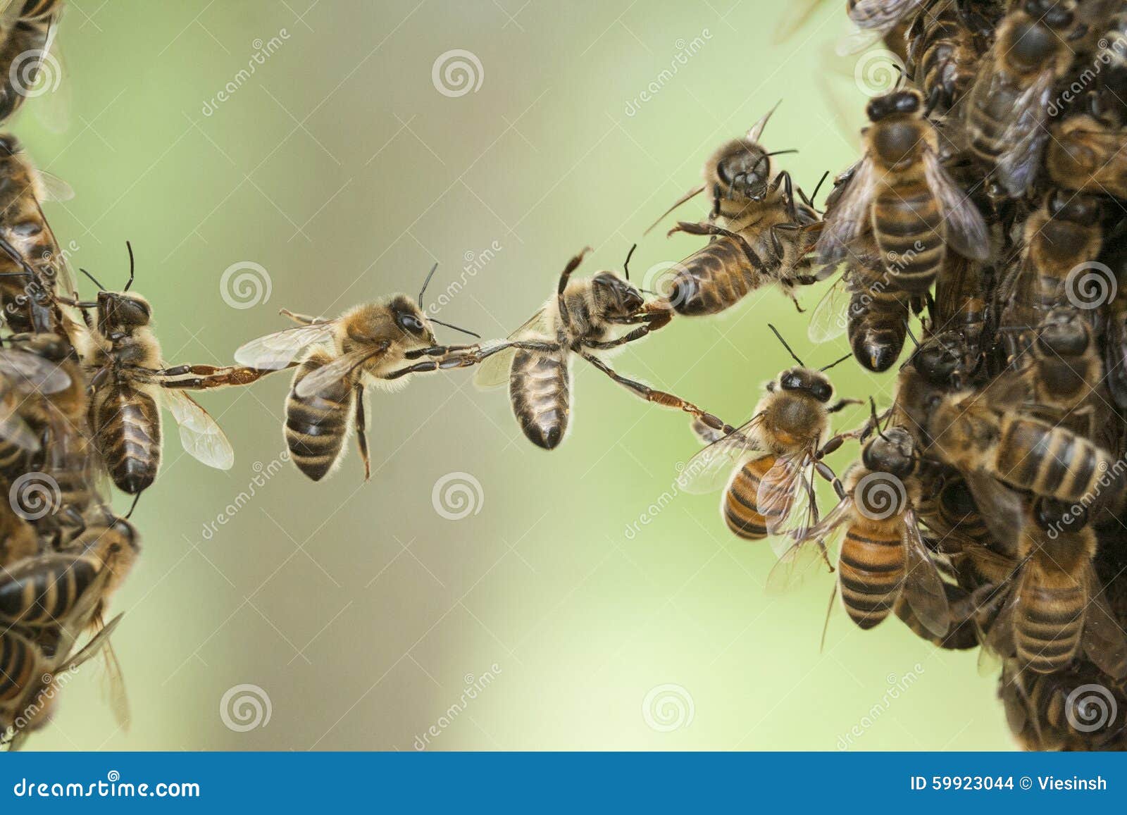 Swarm Of Bees In Beehive.Bee Hives In A Field Royalty-Free Stock Photo ...