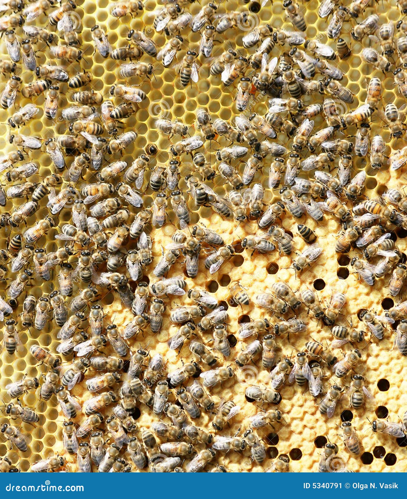Bees on brood comb stock image. Image of comb, climbing - 5340791