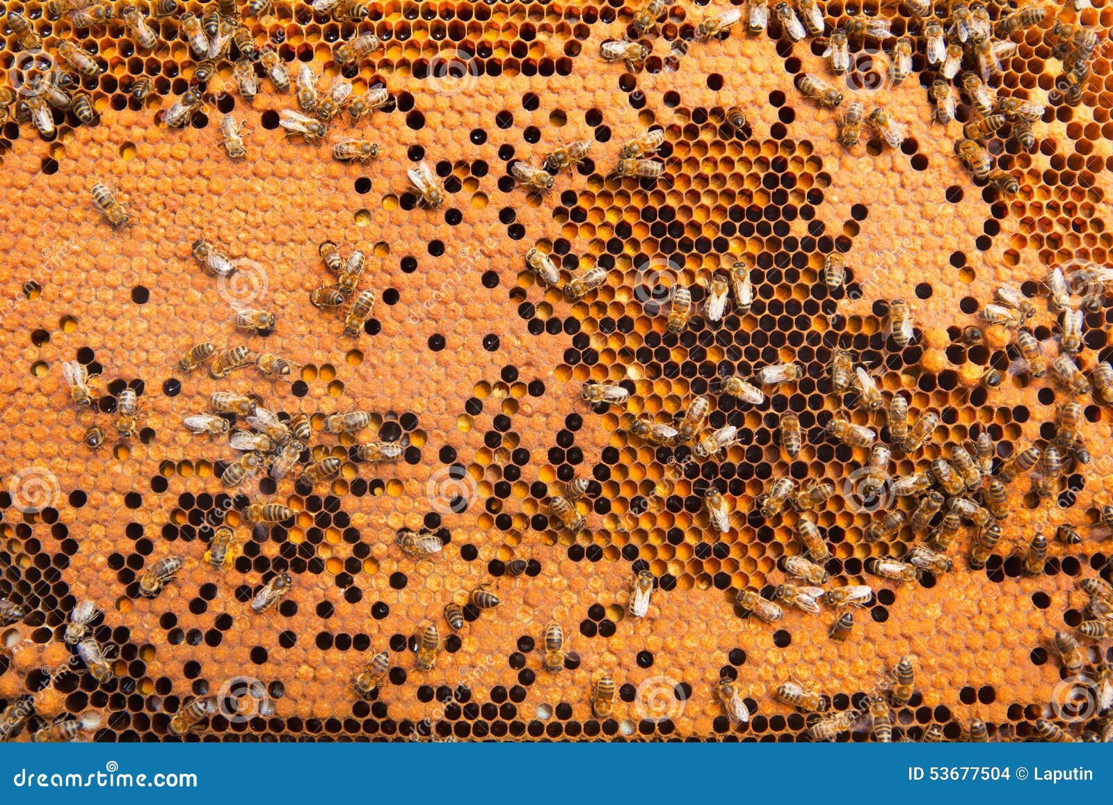 Bees Broods stock photo. Image of germs, macro, honey - 53677504