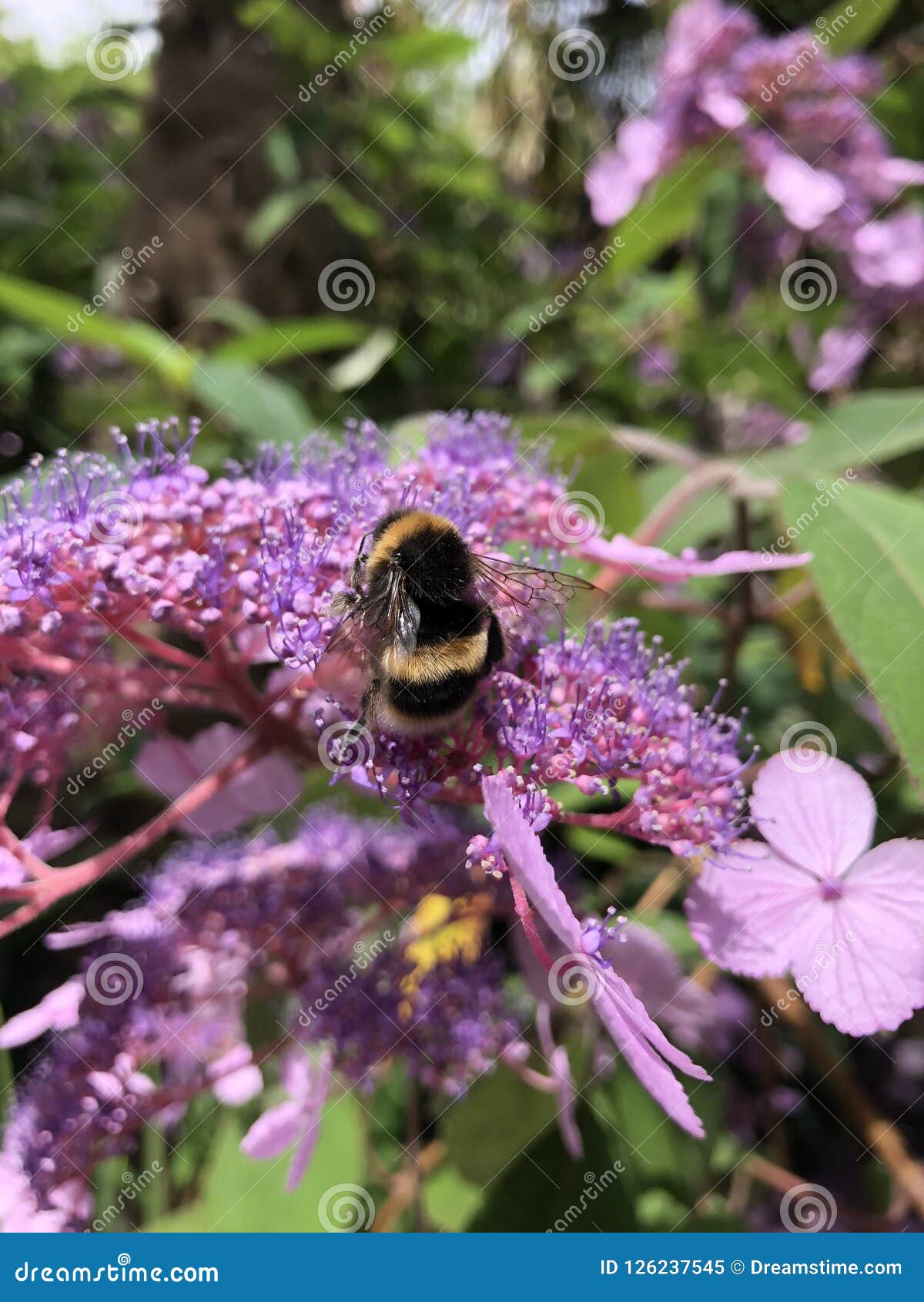Bees on buddleia plants stock image. Image of beautiful - 126237545