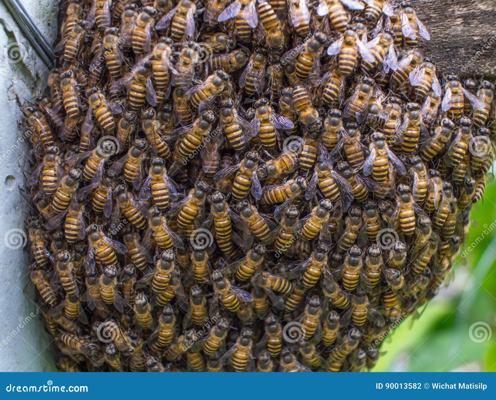 Bees Build Honeycomb Crowd Stock Photos - Free & Royalty-Free Stock ...