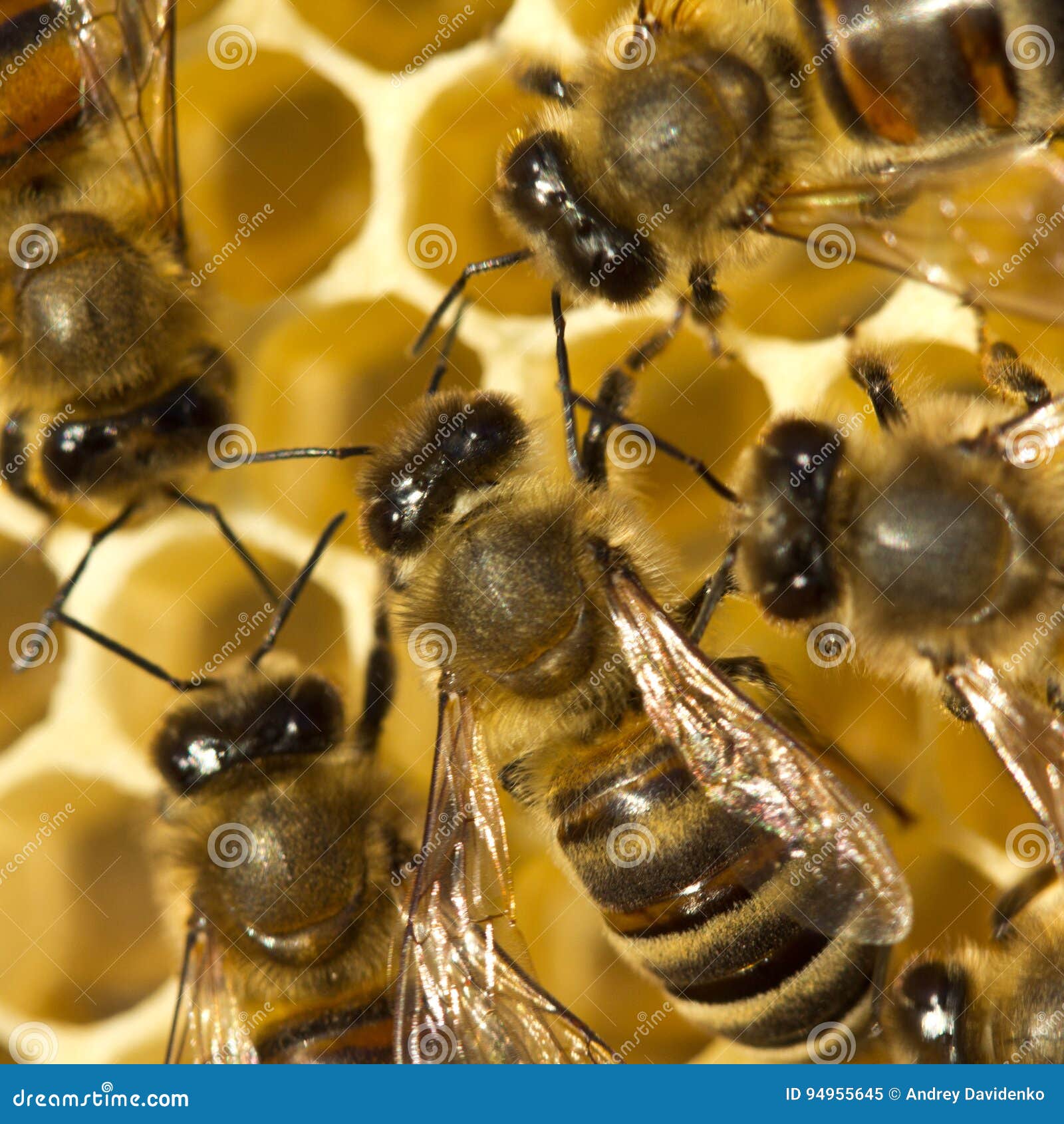 Bees build honeycombs. stock image. Image of entomology - 94955645