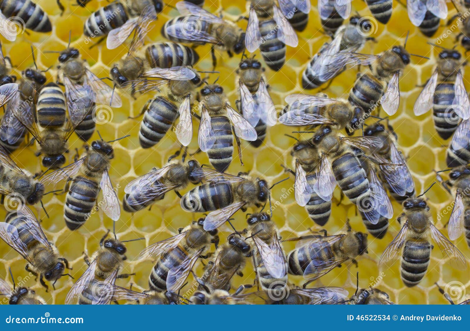 Bees build honeycombs stock photo. Image of build, honeycomb - 46522534