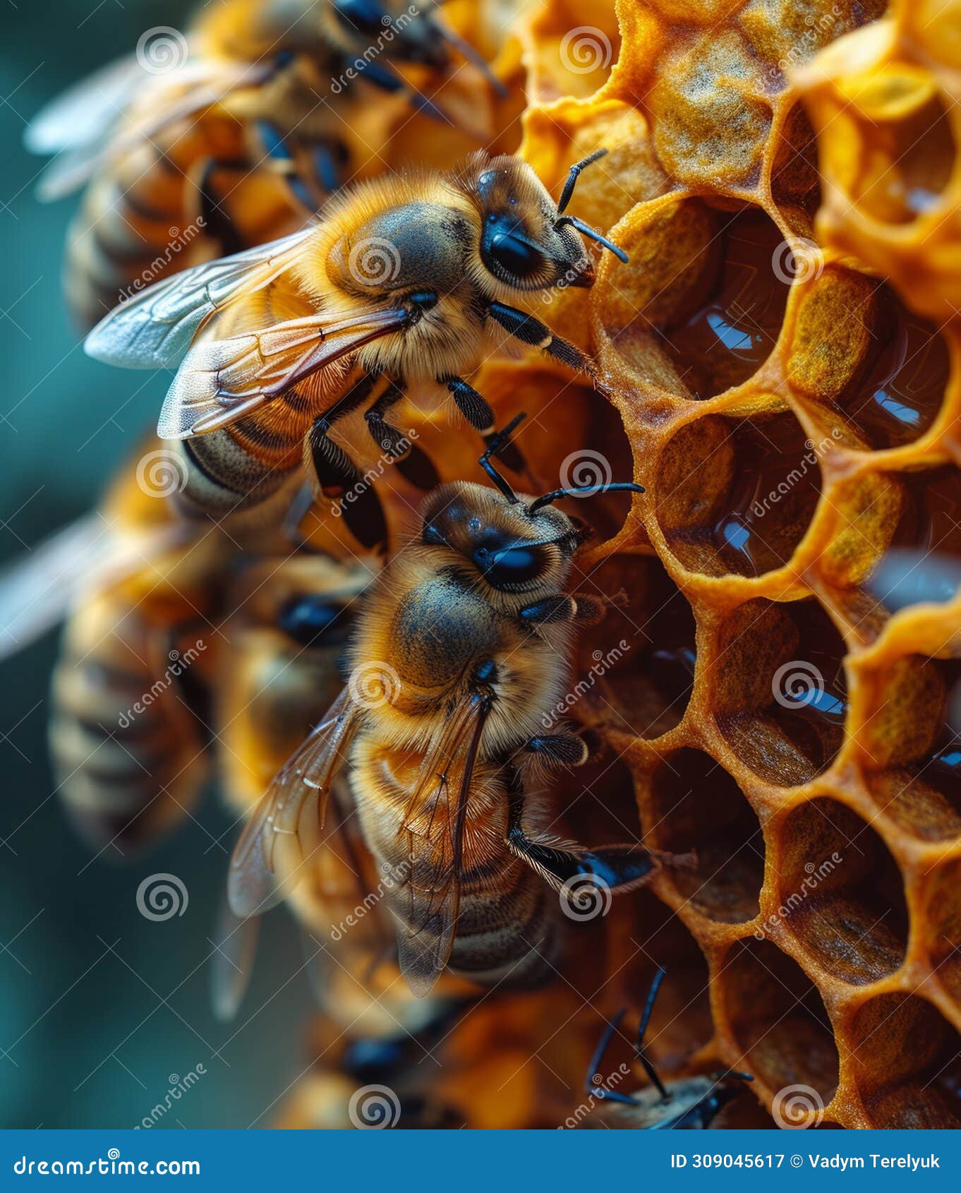 Bees Build Honeycombs Close-up of the Working Bees on Honeycomb Stock ...