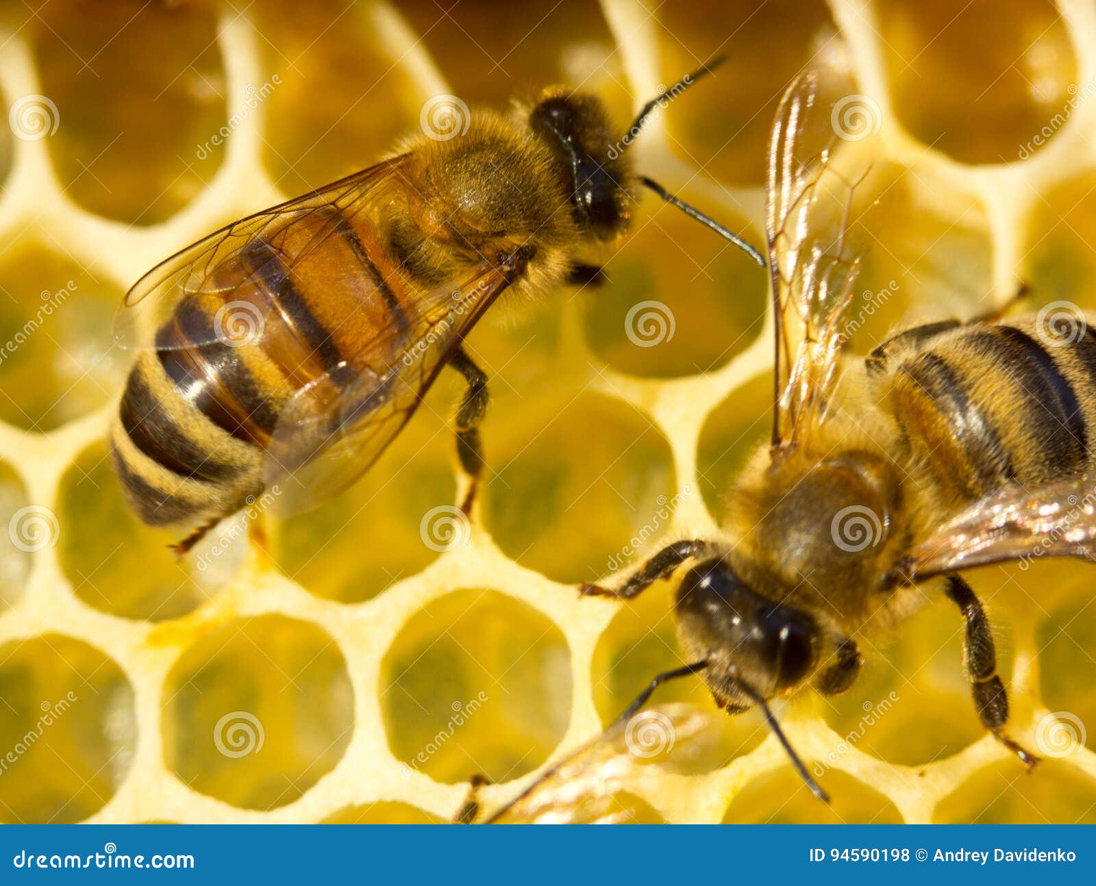 Bees build honeycombs stock photo. Image of wings, uniqueness - 94590198