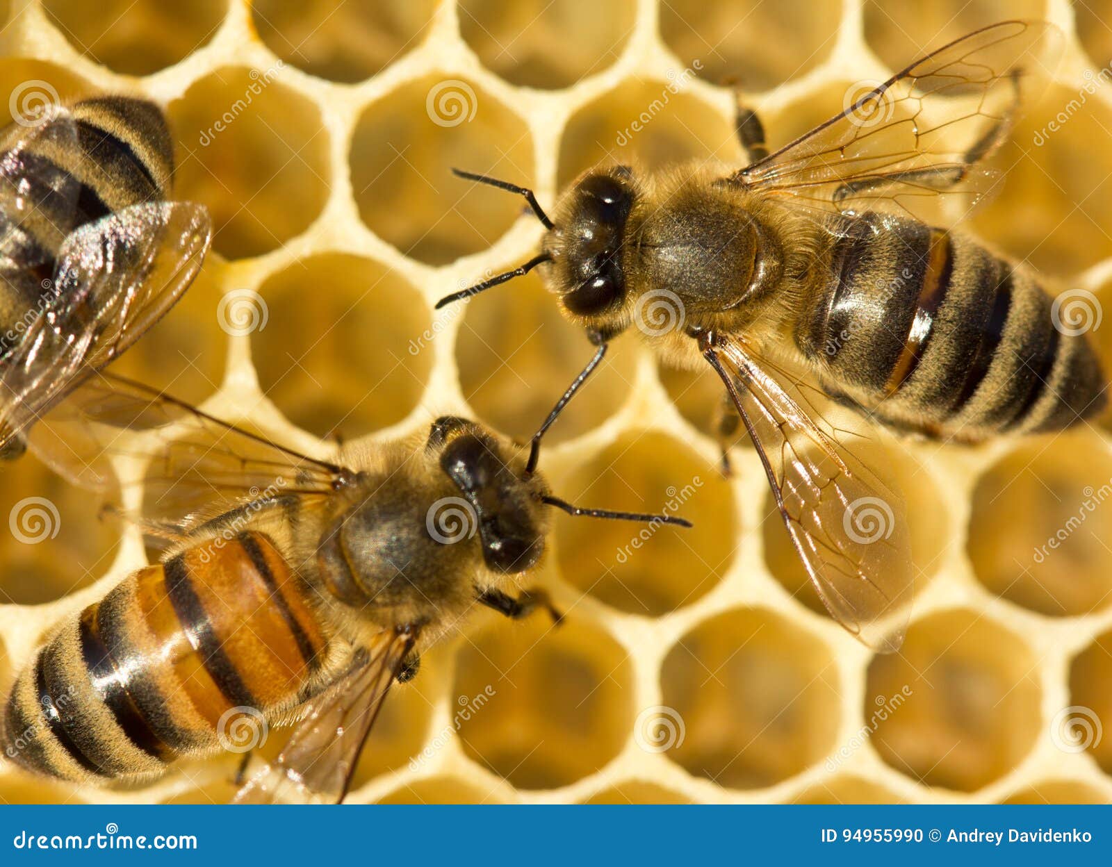 Bees build honeycombs stock photo. Image of movement - 94955990