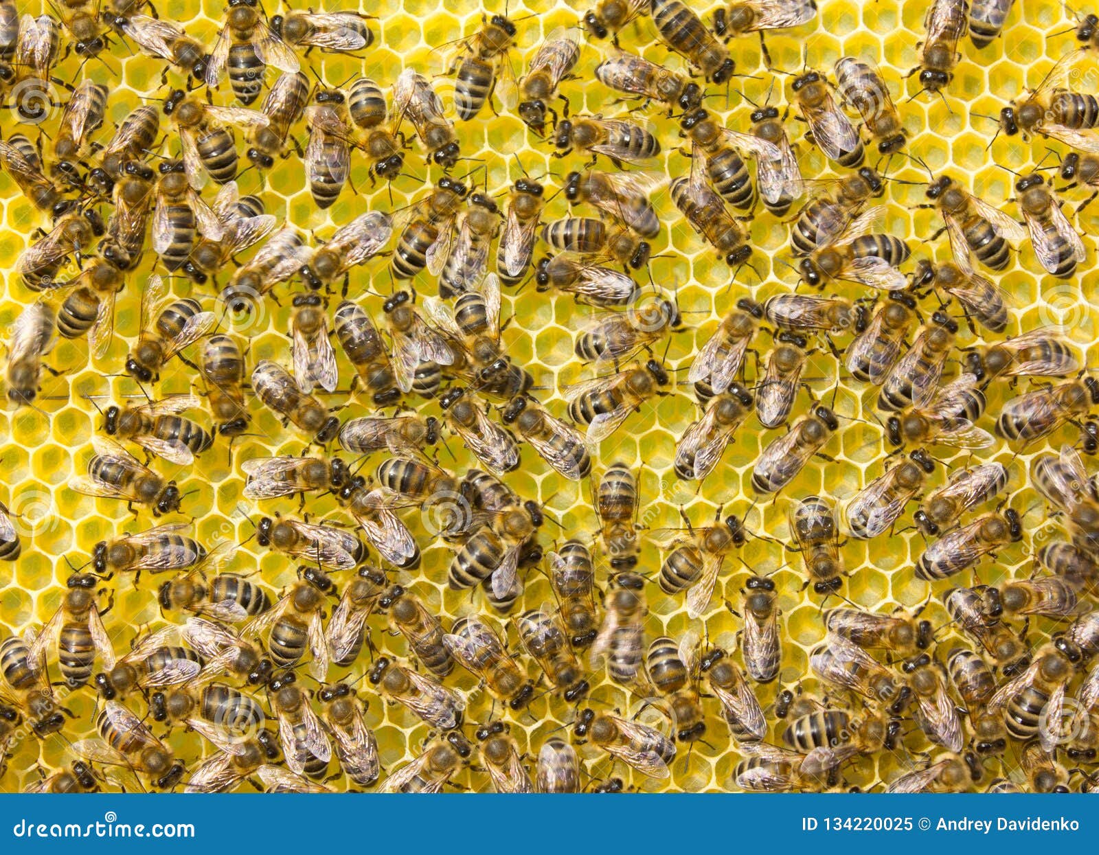 Bees Build Honeycombs. Work in a Team Stock Image - Image of macro ...