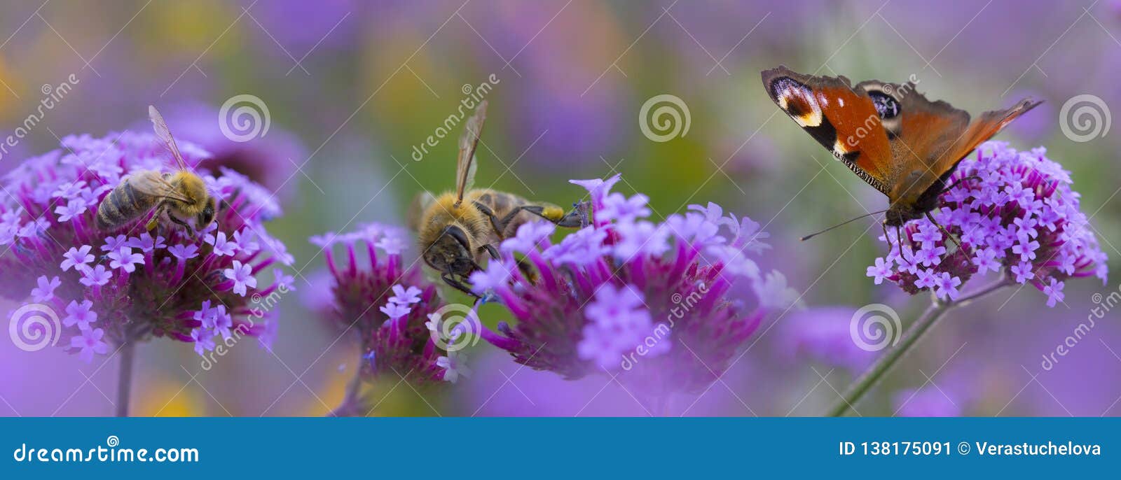 Bees and Butterfly on the Flower Stock Image - Image of butterfly ...