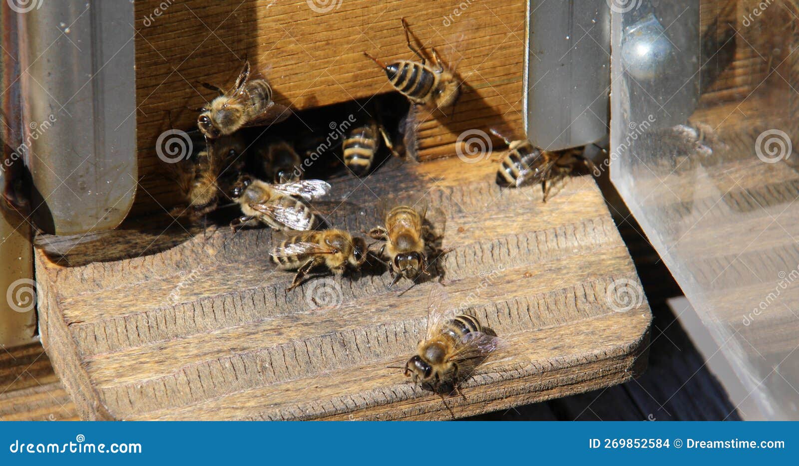 Bees Buzz Around Building Honeycombs Stock Photo - Image of beeswax ...