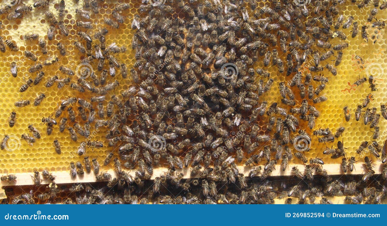 Bees Buzz Around Building Honeycombs Stock Photo - Image of honeycomb ...