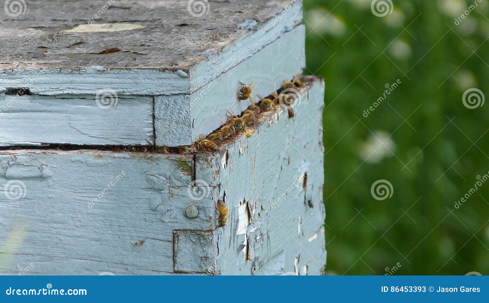 Bees a Buzzing stock image. Image of adorn, fallen, brrok - 86453393