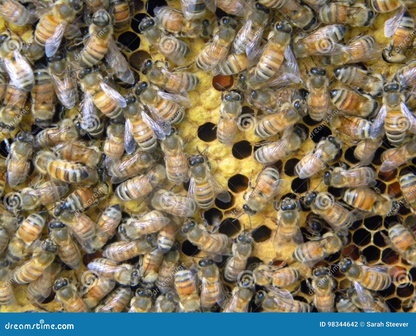 Bees capping honeycomb stock photo. Image of hybrid, italian - 98344642