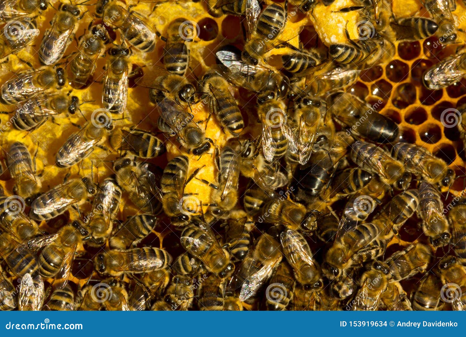 Bees Care for the Cocoon and the Larva of the Future Queen Bee Stock ...