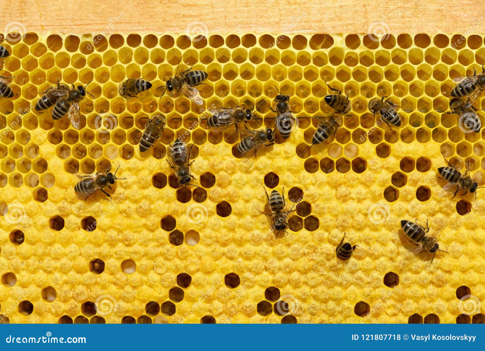 Bees on a Cell with Larvae. Bees Broods. Stock Photo - Image of macro ...