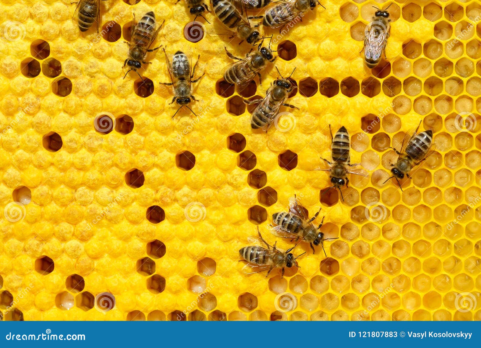 Bees on a Cell with Larvae. Bees Broods. Stock Image - Image of macro ...