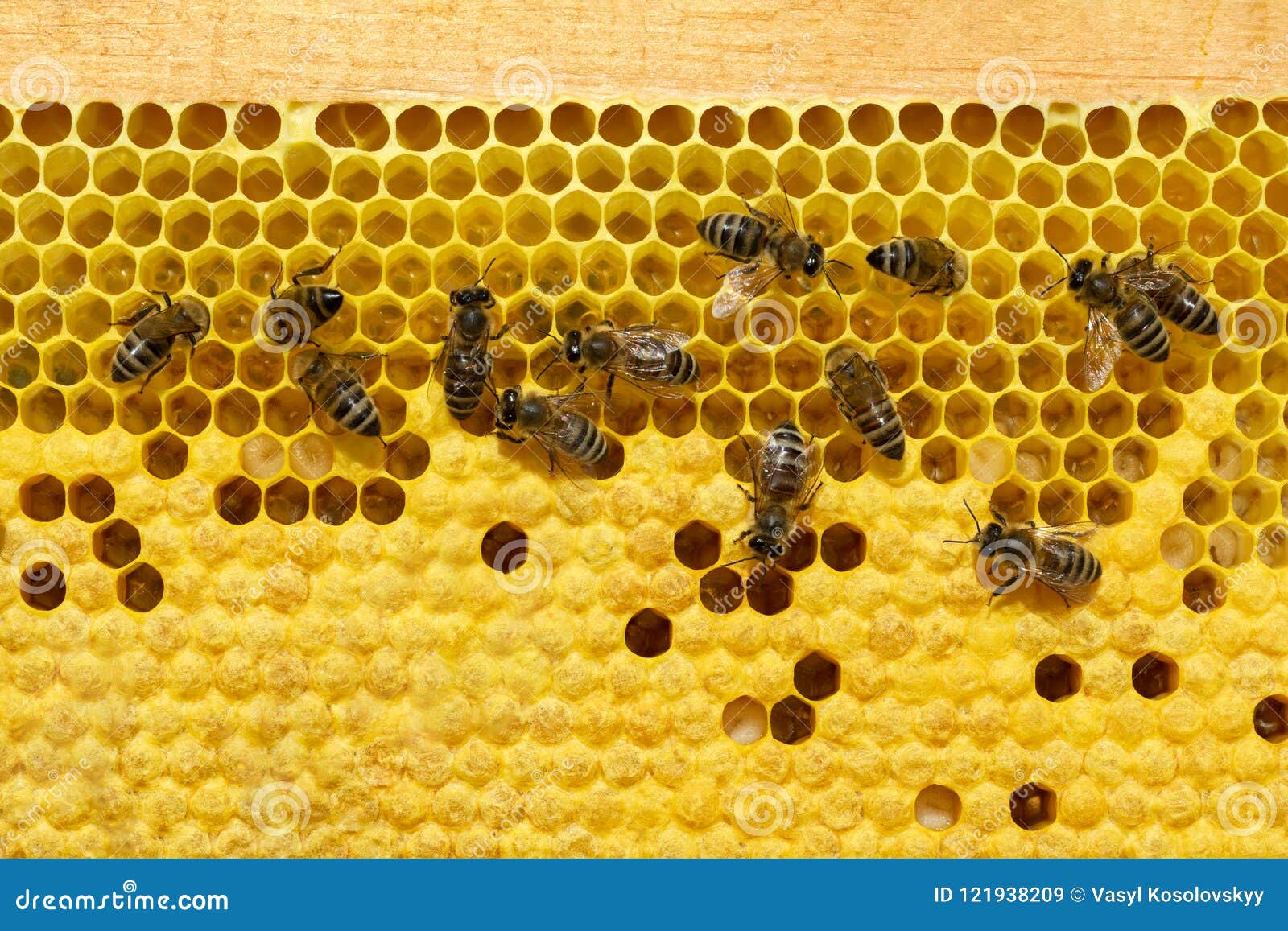 Bees on a Cell with Larvae. Bees Broods. Stock Image - Image of combing ...