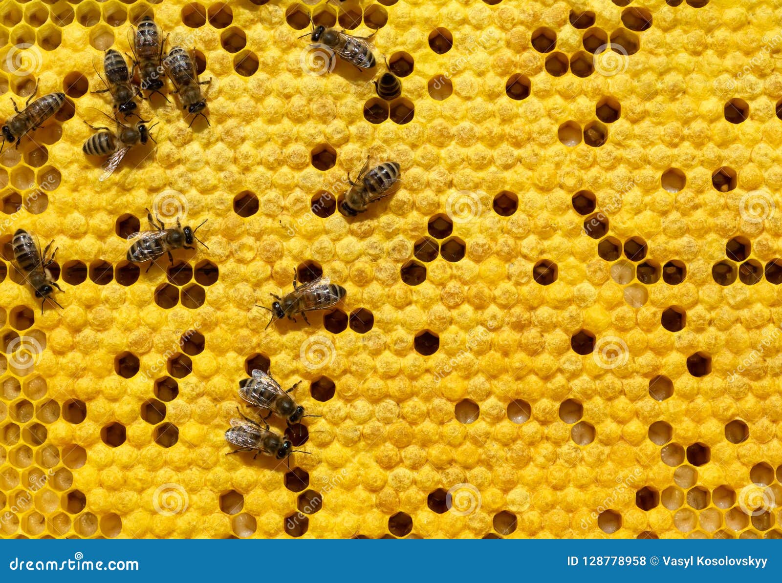 Bees on a Cell with Larvae. Bees Broods. Stock Photo - Image of beehive ...