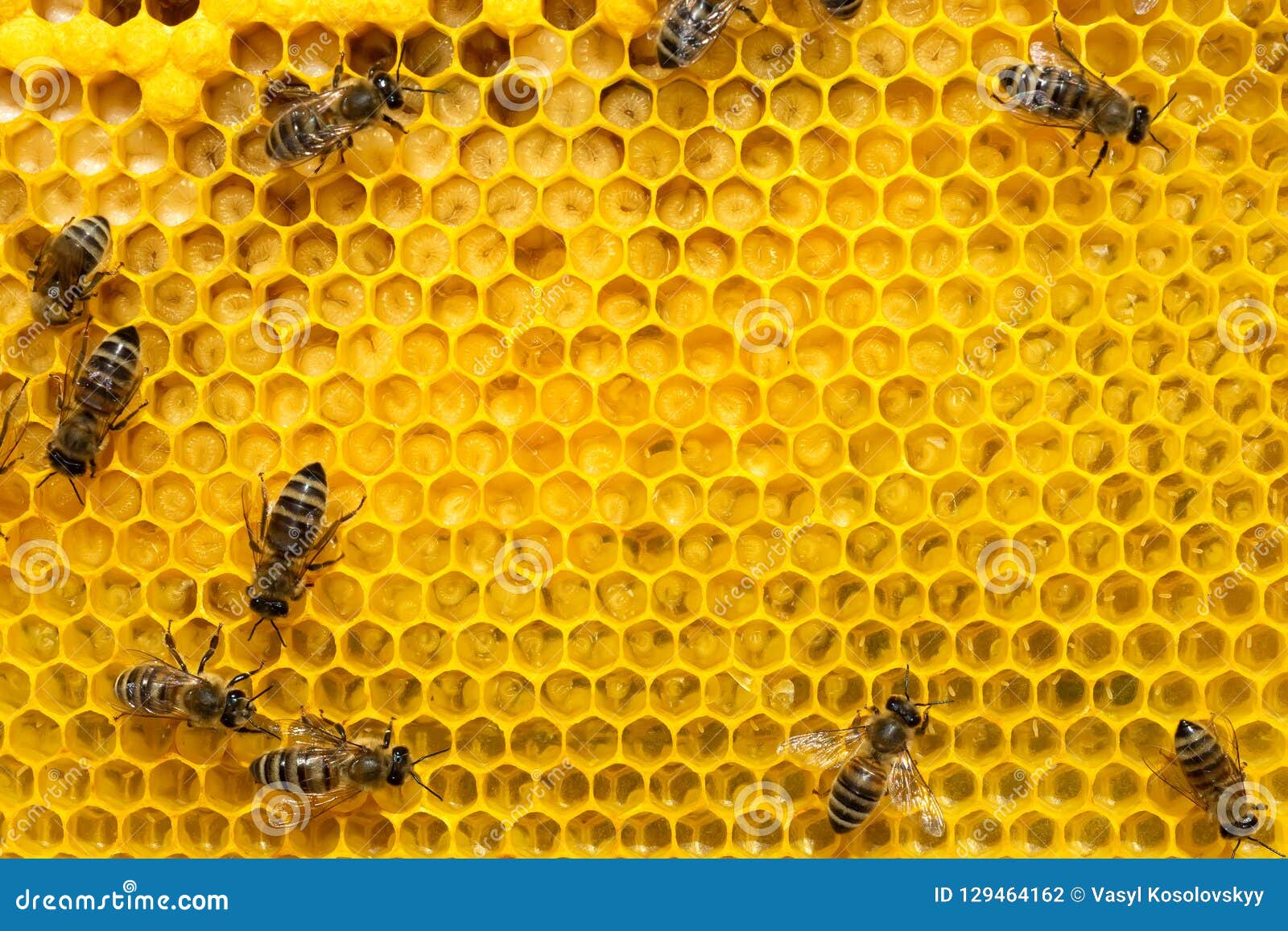 Bees on a Cell with Larvae. Bees Broods. Stock Photo - Image of animals ...