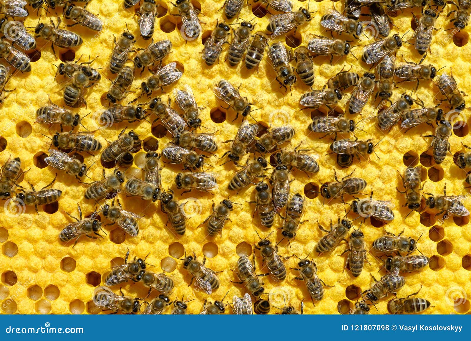 Bees on a Cell with Larvae. Bees Broods. Stock Photo - Image of ...