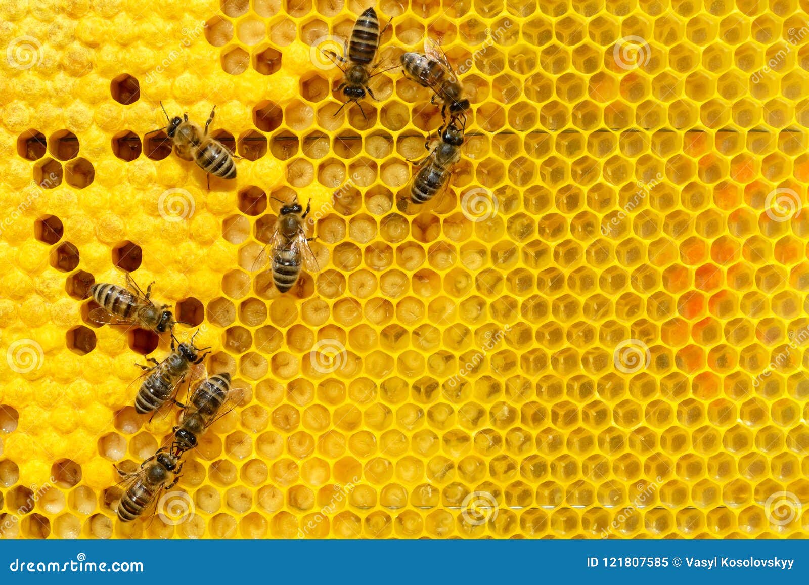 Bees on a Cell with Larvae. Bees Broods. Stock Image - Image of food ...
