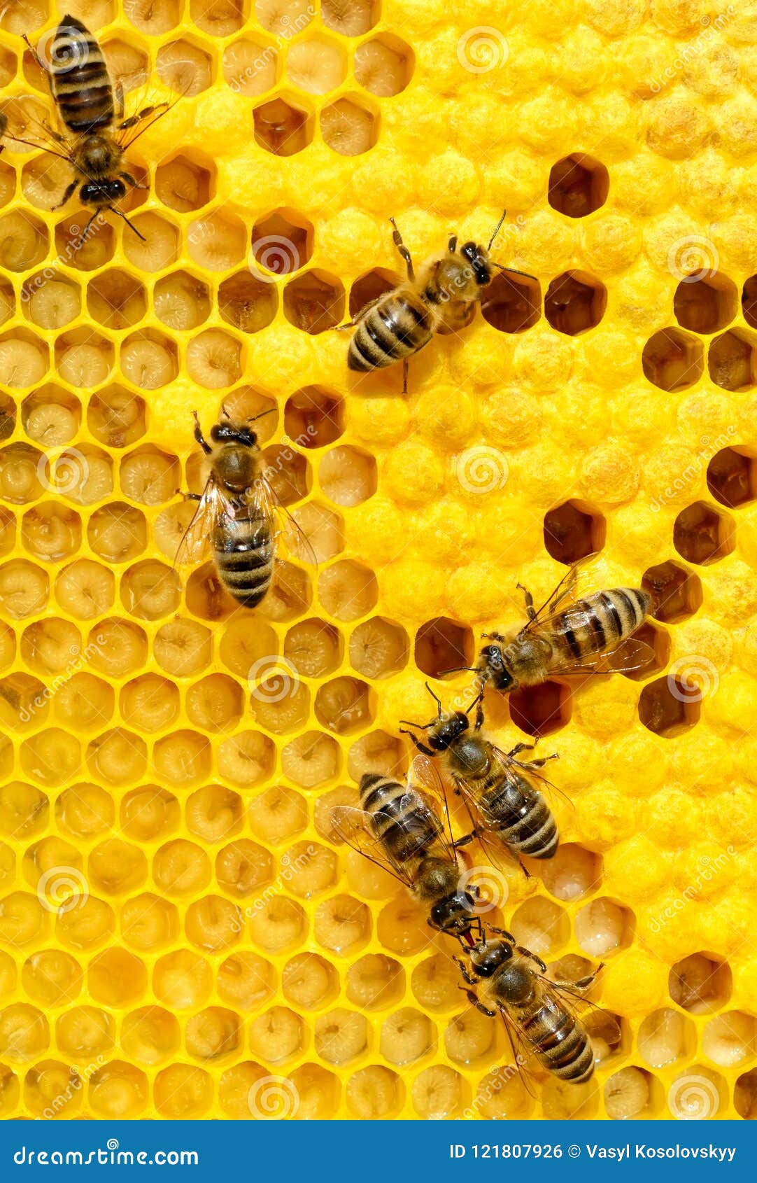 Bees on a Cell with Larvae. Bees Broods. Stock Photo - Image of ...