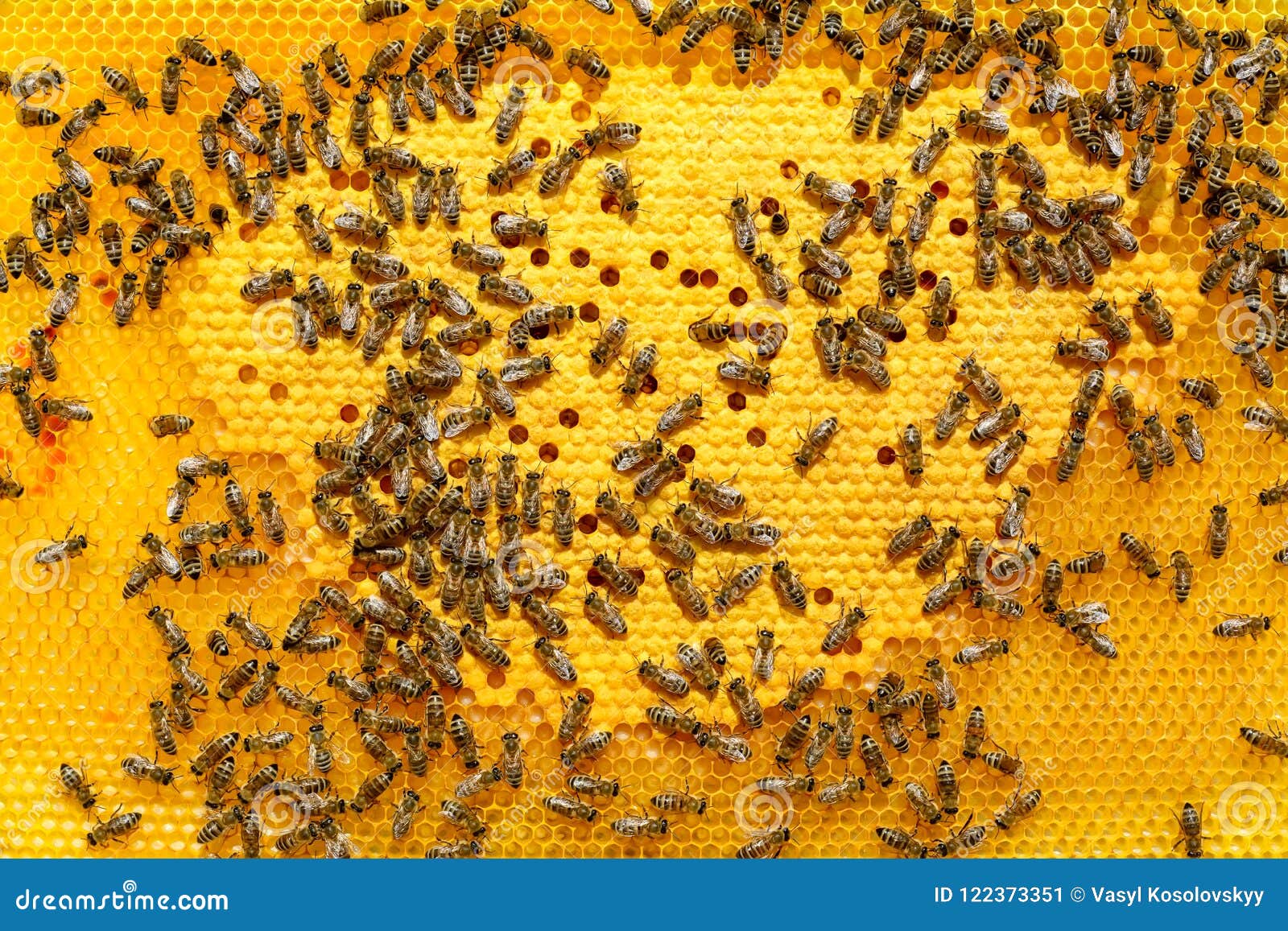 Bees on a Cell with Larvae. Bees Broods. Stock Image - Image of ...