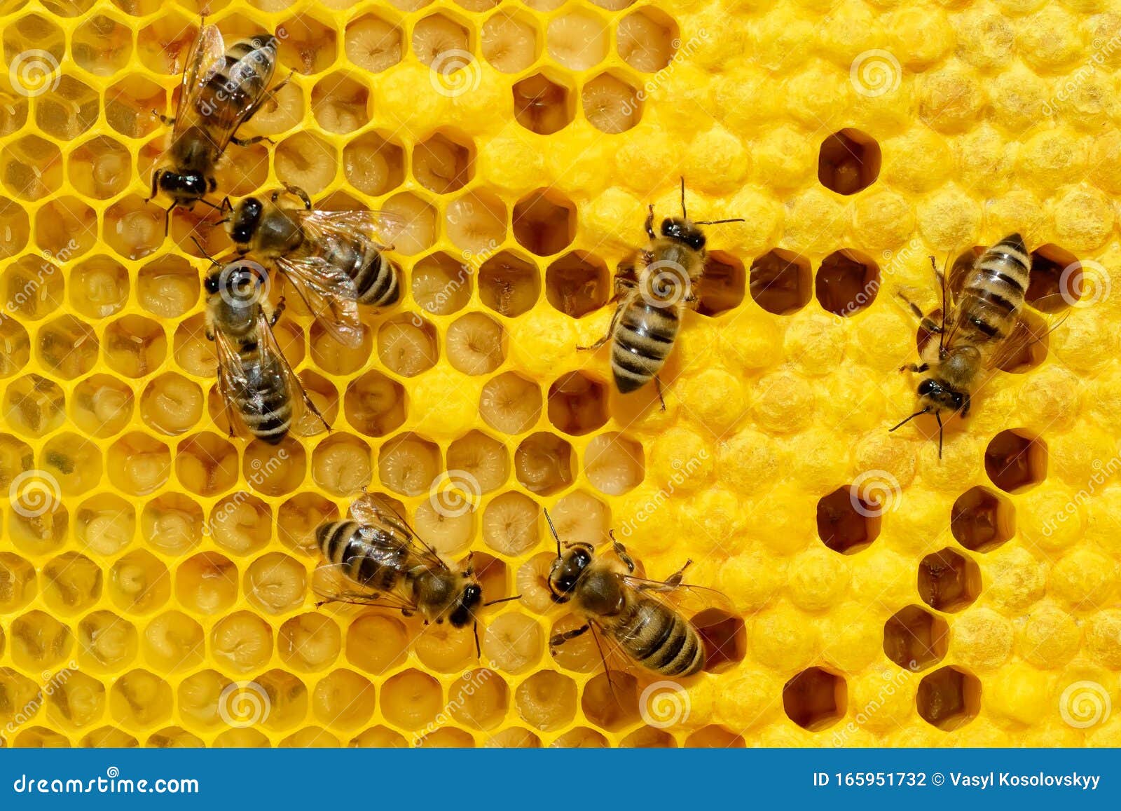Bees on a Cell with Larvae. Bees Broods. Stock Photo - Image of ...