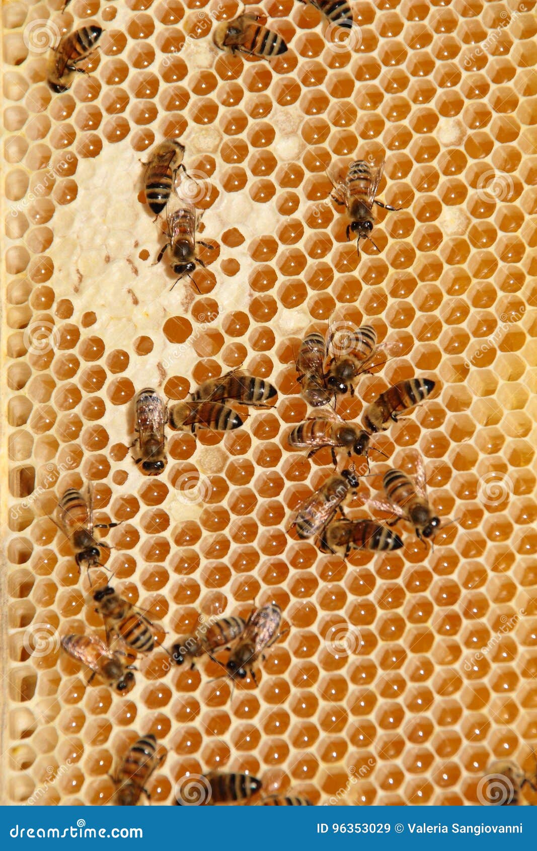 Bees stock image. Image of center, abstract, black, details - 96353029