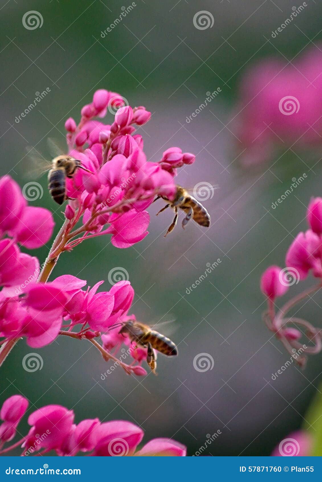 Bees Sipping Photos - Free & Royalty-Free Stock Photos from Dreamstime