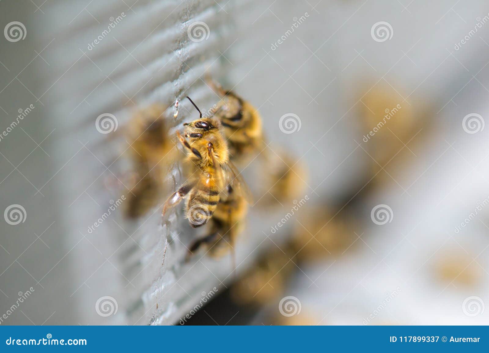 Bees climbing up hive stock image. Image of bees, honey - 117899337